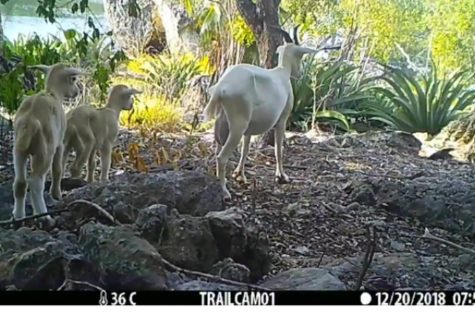VIDEO: Goats on Goat Island caught on camera | Old Harbour News